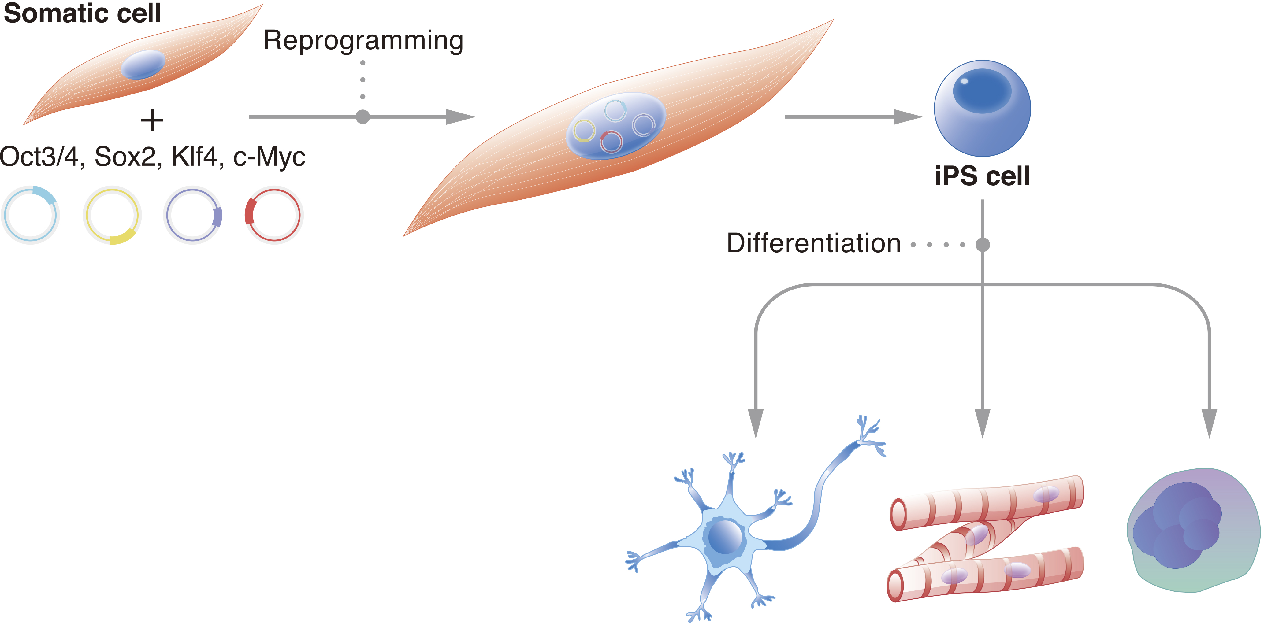 IPSC Cells IPSC Cells